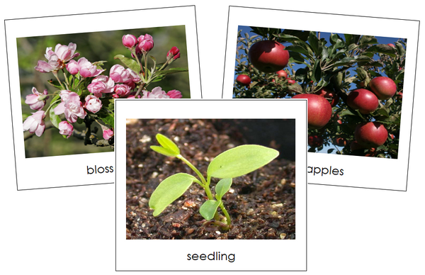 Toddler Apple Life Cycle Cards - Montessori Print Shop Digital Download