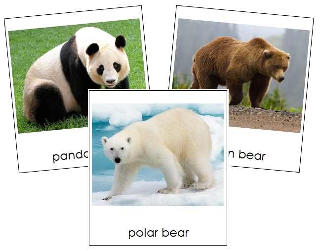 Bears - Montessori Classified Cards - Montessori Print Shop