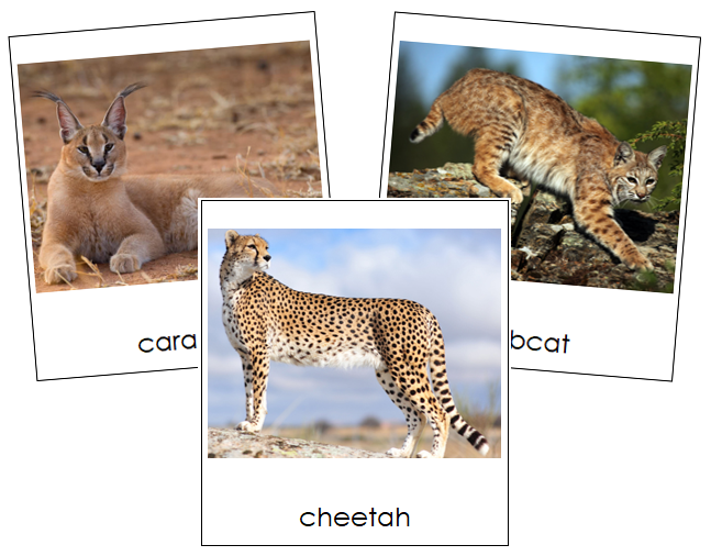 Montessori Classified 3-Part Cards - Montessori Print Shop
