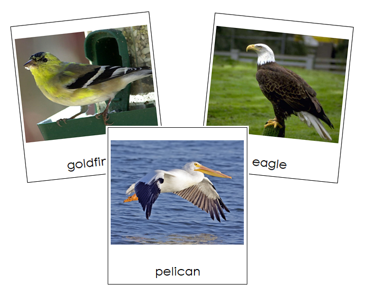 Birds - Montessori Print Shop