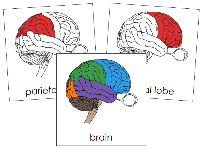 Human Brain Nomenclature Cards (red) - Montessori Print Shop