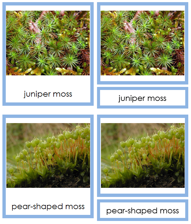 Plant Kingdom Cards (color) - Montessori Print Shop
