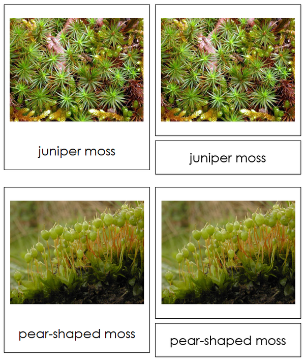 Plant Kingdom Cards - Montessori Print Shop