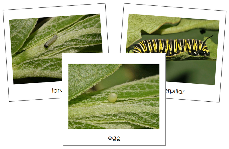 Toddler Montessori Cards - Montessori Print Shop