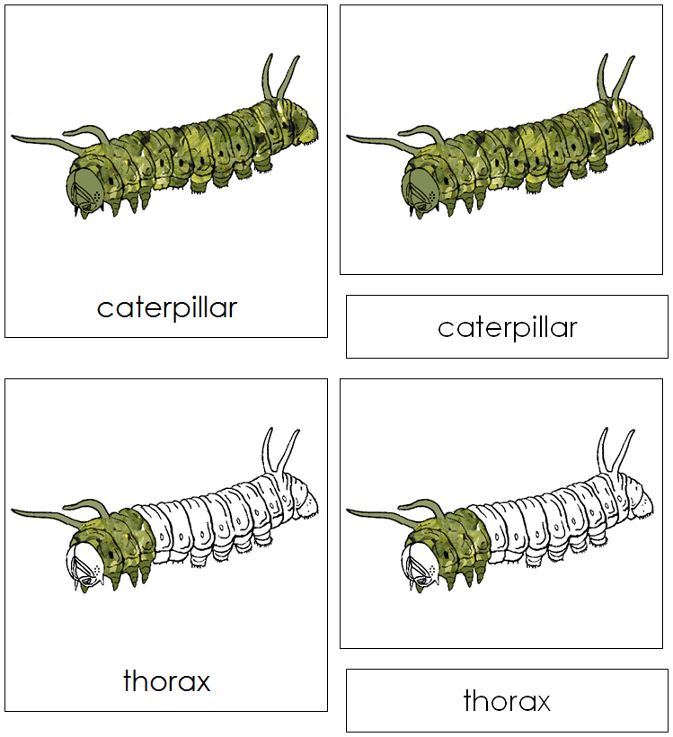 Zoology Nomenclature Bundle Set 2 - Montessori Print Shop Digital Download