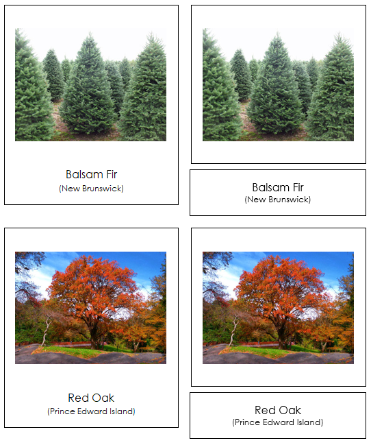 Canadian Provincial Trees - Montessori Print Shop