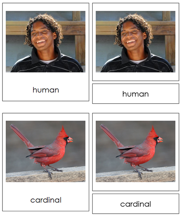 Chordata Animals List