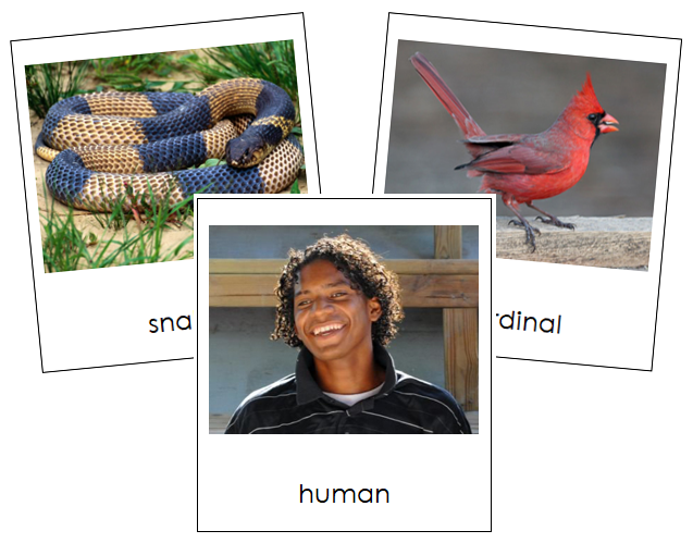 Animal Kingdom Cards - Montessori Print Shop
