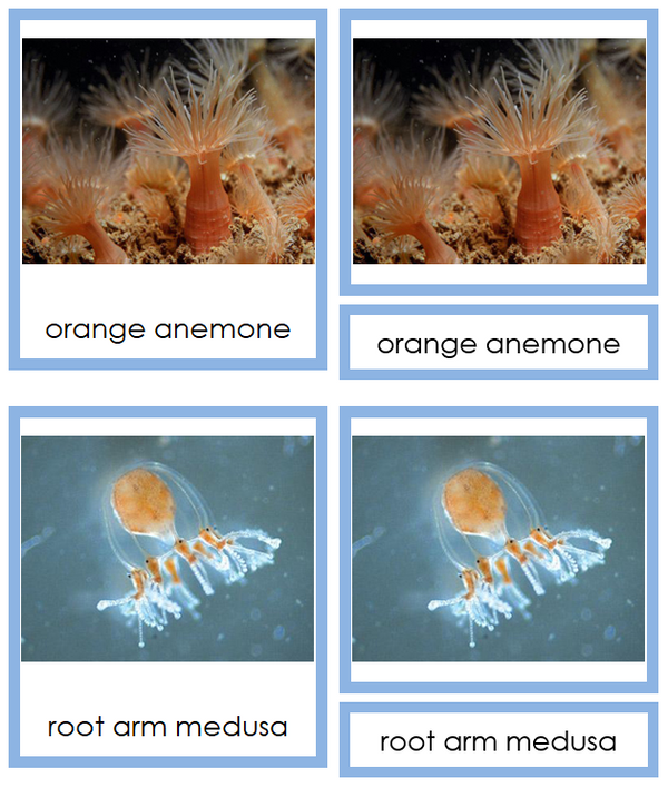 Animal Kingdom Charts & Cards - Montessori Print Shop Digital Download