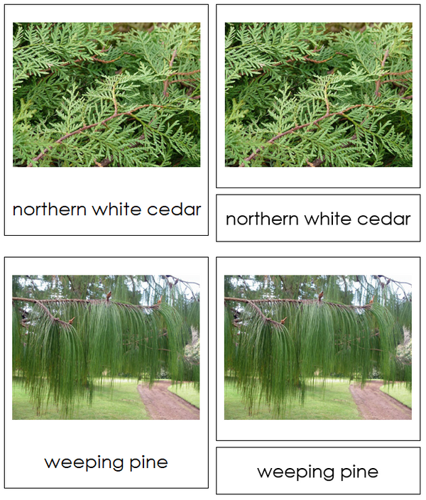 Types of Coniferophyta - Montessori Print Shop Digital Download