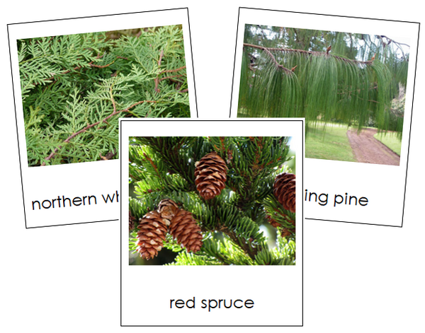 Types of Coniferophyta - Montessori Print Shop Digital Download