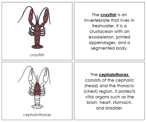 Crayfish Nomenclature Book - Montessori Print Shop