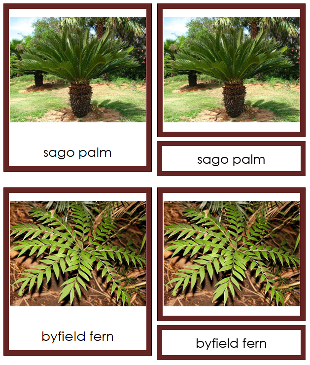 Plant Kingdom Cards (color) - Montessori Print Shop