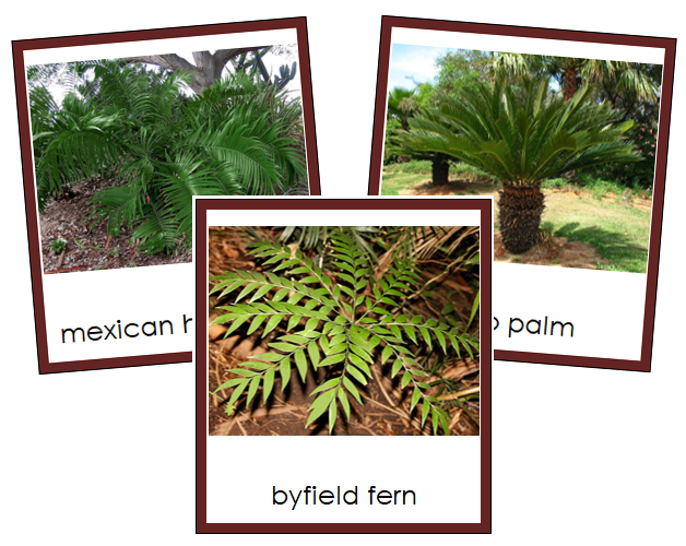 Types of Cycadophyta (color) - Montessori Print Shop