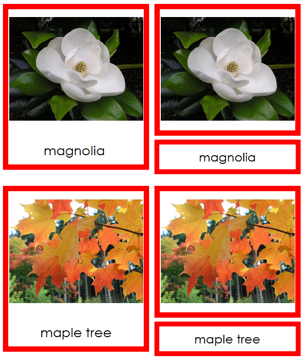 Plant Kingdom Cards (color) - Montessori Print Shop