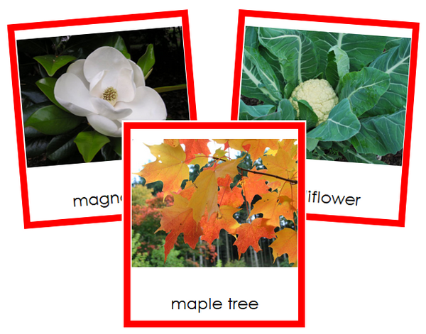 Types of Dicotyledon (color) - Montessori Print Shop