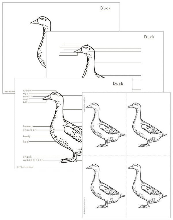 Elementary Montessori Duck Nomenclature - Montessori Print Shop