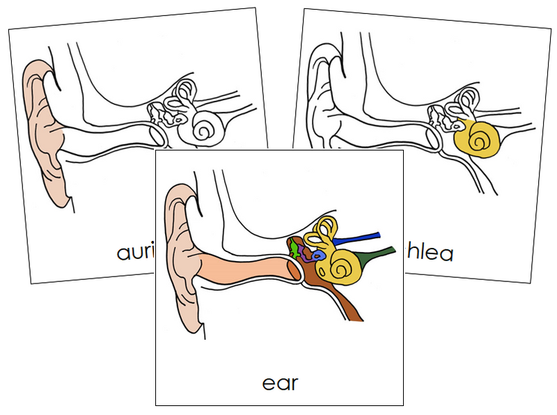 Parts of a Human Ear Nomenclature Cards - Montessori Print Shop Digital ...
