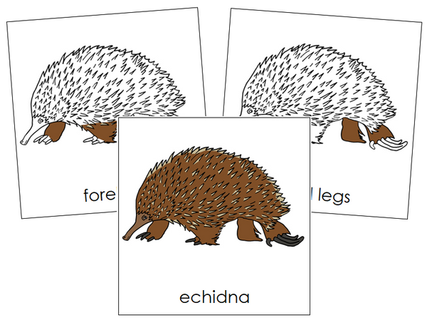 Echidna Nomenclature Cards - Montessori Print Shop