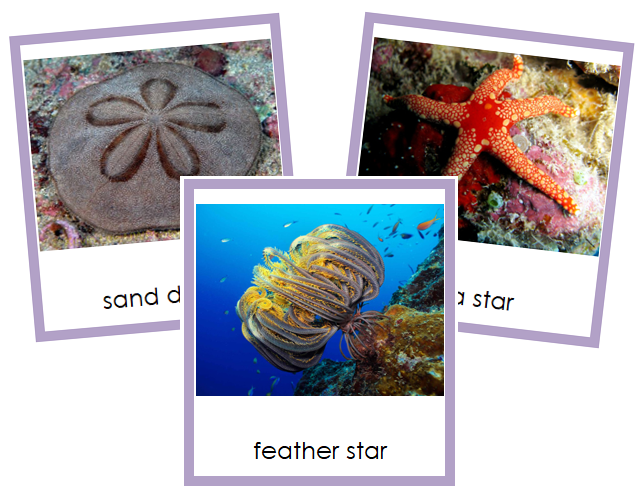 Types of of Echinodermata Cards (color coded) - Montessori Print Shop
