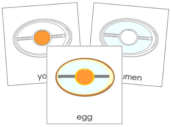 Egg Nomenclature Cards - Montessori Print Shop
