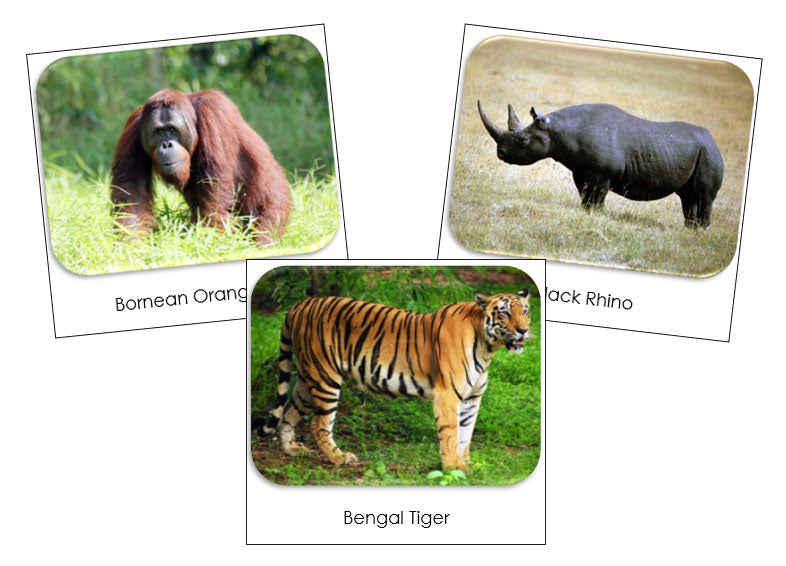 Endangered Species (Land) Safari Toob Cards - Montessori Print Shop