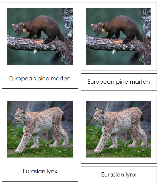 Europe Continent Bundle - Montessori Print Shop
