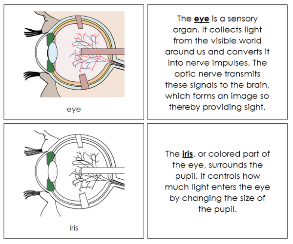 Human Eye Nomenclature Book - Montessori Print Shop