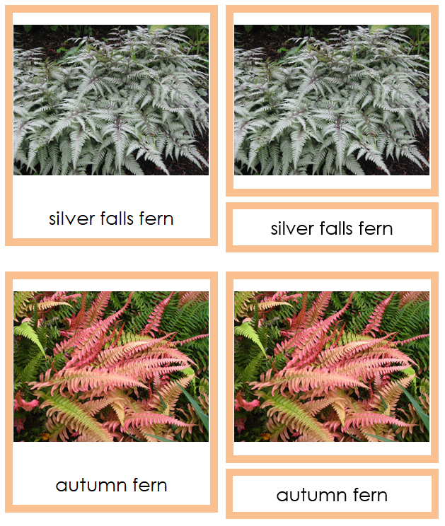 Types of Filicinophyta (color) - Montessori Digital Download ...