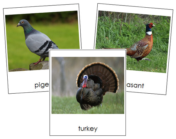 Fowl - Montessori Print Shop