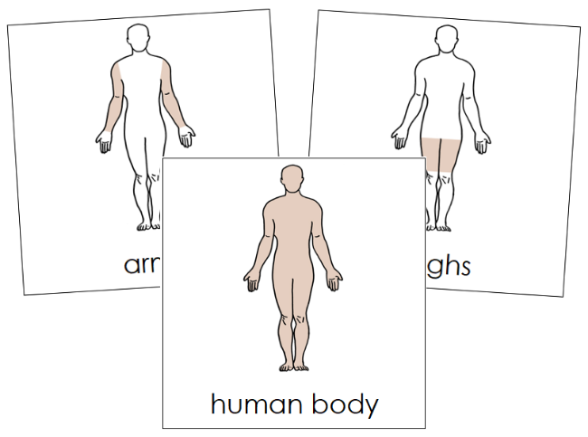 Human Body Nomenclature Cards - Montessori Print Shop