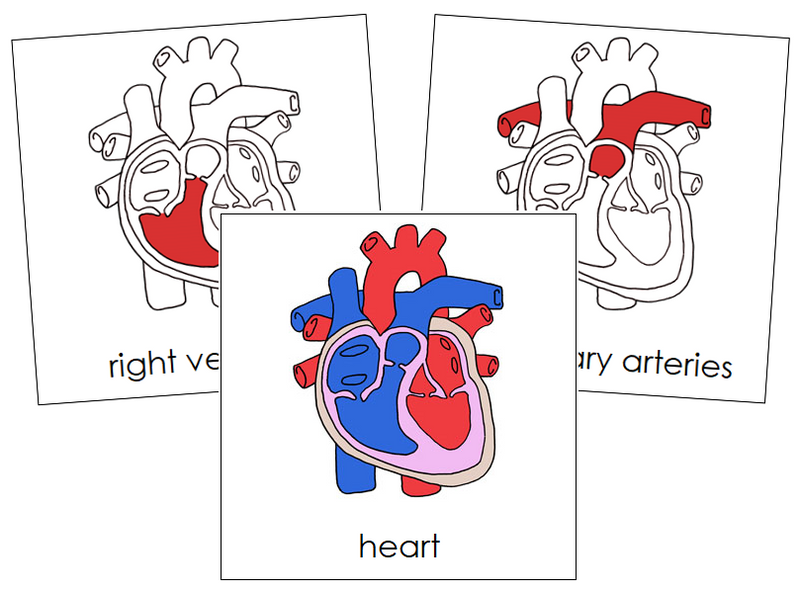 Human Heart Nomenclature Cards (red) - Montessori Print Shop