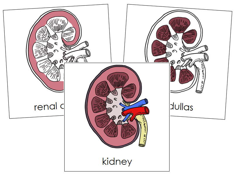 Human Kidney Nomenclature Cards - Montessori Print Shop