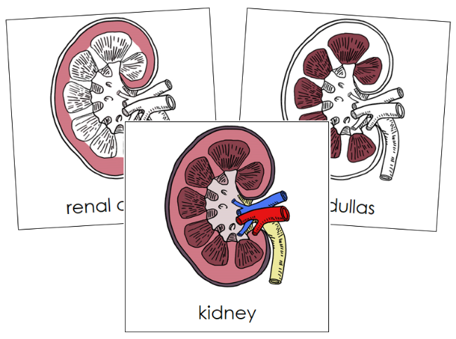 Human Kidney Nomenclature Cards - Montessori Print Shop