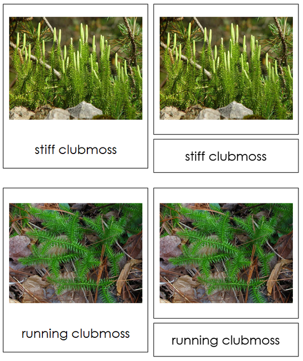 Types of Lycopodiophyta - Montessori Print Shop Digital Download