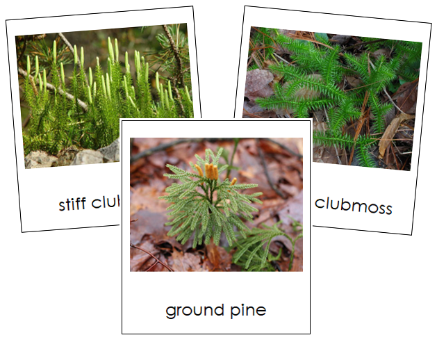 Types of Lycopodiophyta - Montessori Print Shop