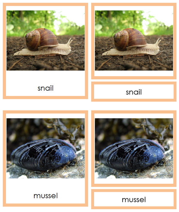 Types of Mollusca (color) - Montessori Print Shop
