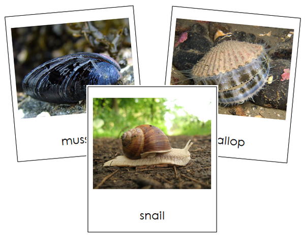 Mollusca Examples