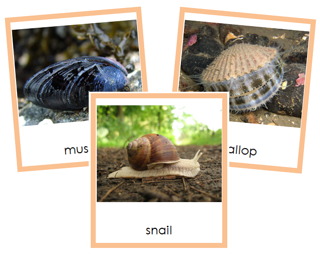 Types of Mollusca (color) - Montessori Print Shop