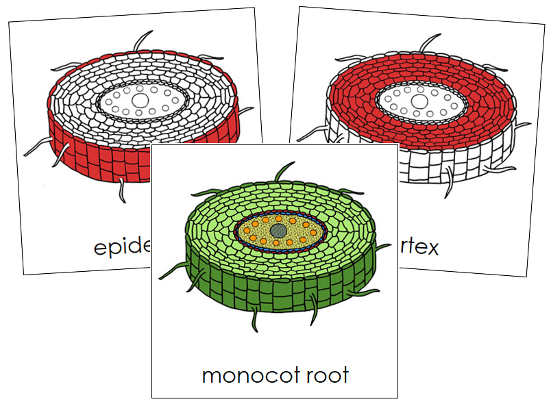 Monocot Root Model