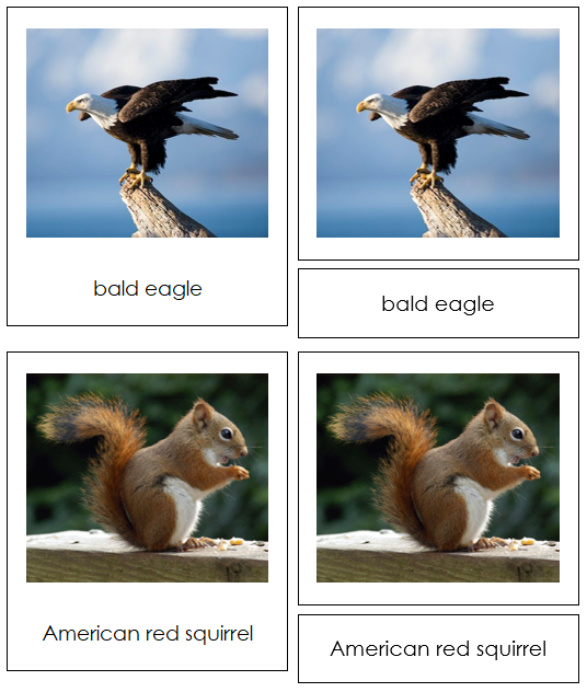 North America Continent Bundle - Montessori Print Shop