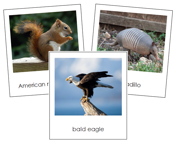 North American Animal Cards - Montessori Print Shop