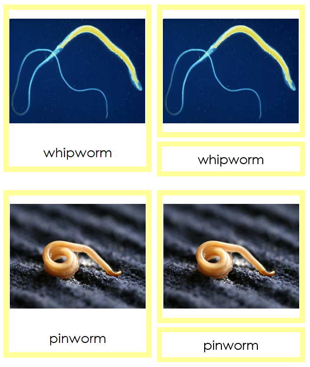 Animal Kingdom Charts & Cards - Montessori Print Shop Digital Download