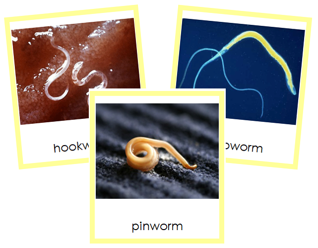 Types of Nematoda (color) - Montessori Print Shop