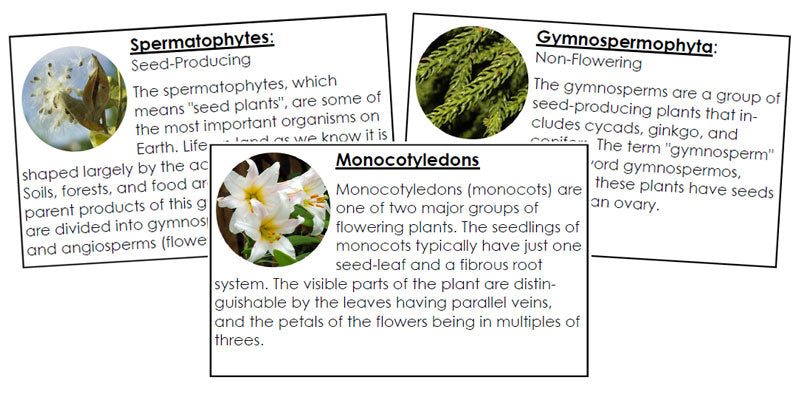 Plant Kingdom Charts & Cards - Montessori Print Shop Digital Download