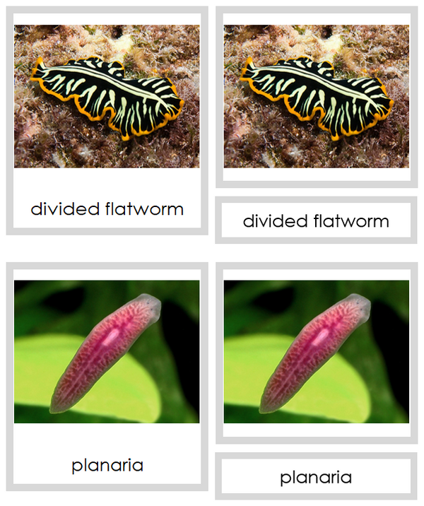 Animal Kingdom Charts & Cards - Montessori Print Shop Digital Download