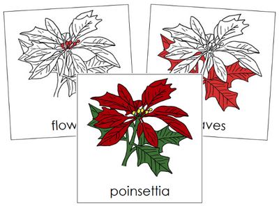 Parts of a Poinsettia Nomenclature Cards (red) - Montessori Digital ...