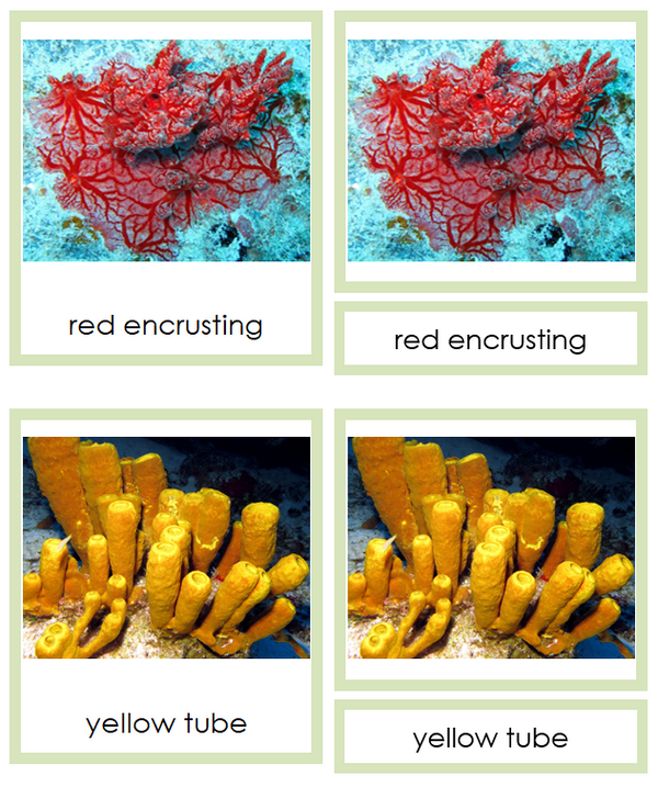 Animal Kingdom Charts & Cards - Montessori Print Shop Digital Download