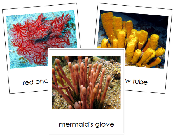 Types of Porifera - Montessori Print Shop