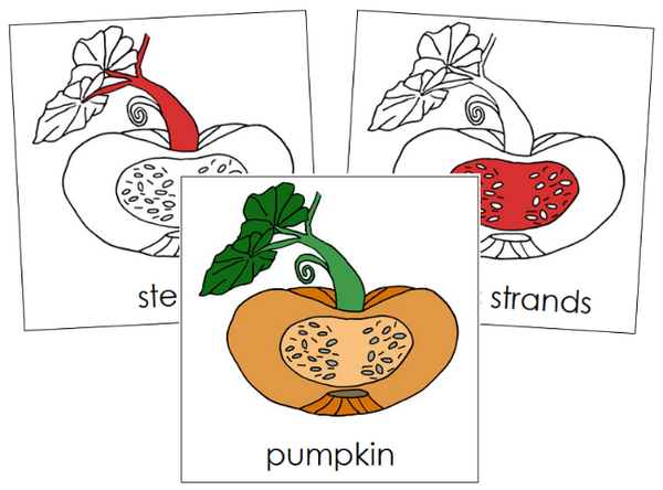Parts of a Pumpkin Nomenclature Cards (red) - Montessori Print Shop ...